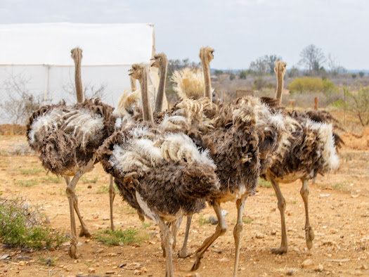 JK Ostriches - Ostrich Farming & Safari Tours