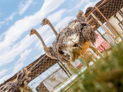 JK Ostriches - Ostrich Farming & Safari Tours